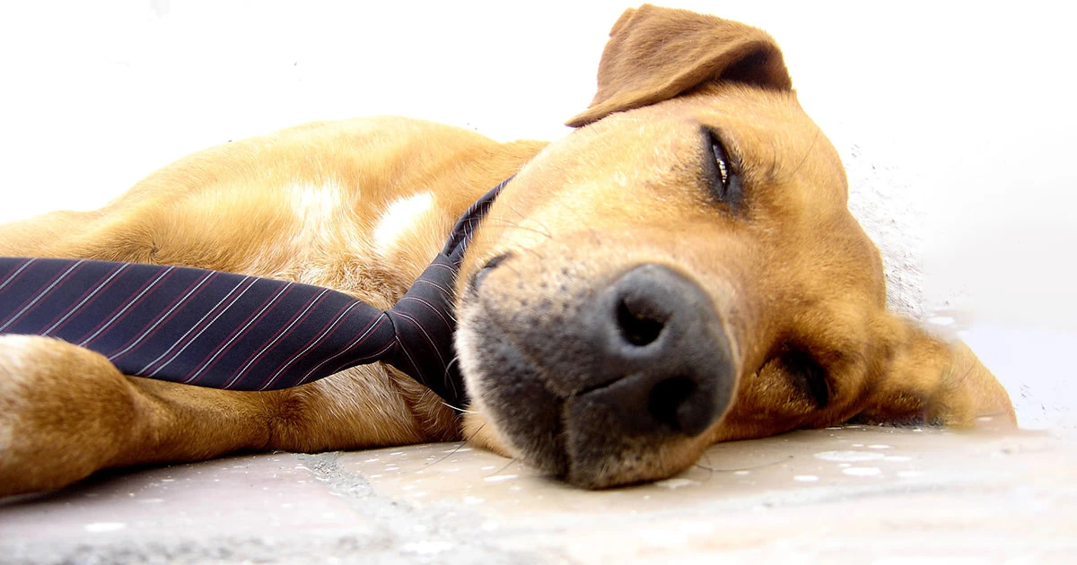 Tips:Command-qでアプリを誤終了させないキーボードショートカット - kotobato